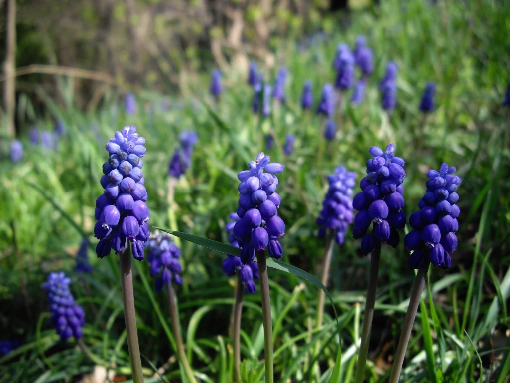 Folly Garden — Delaware Botanic Gardens