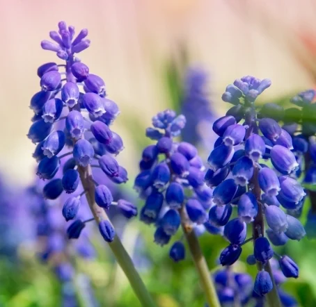 Folly Garden — Delaware Botanic Gardens