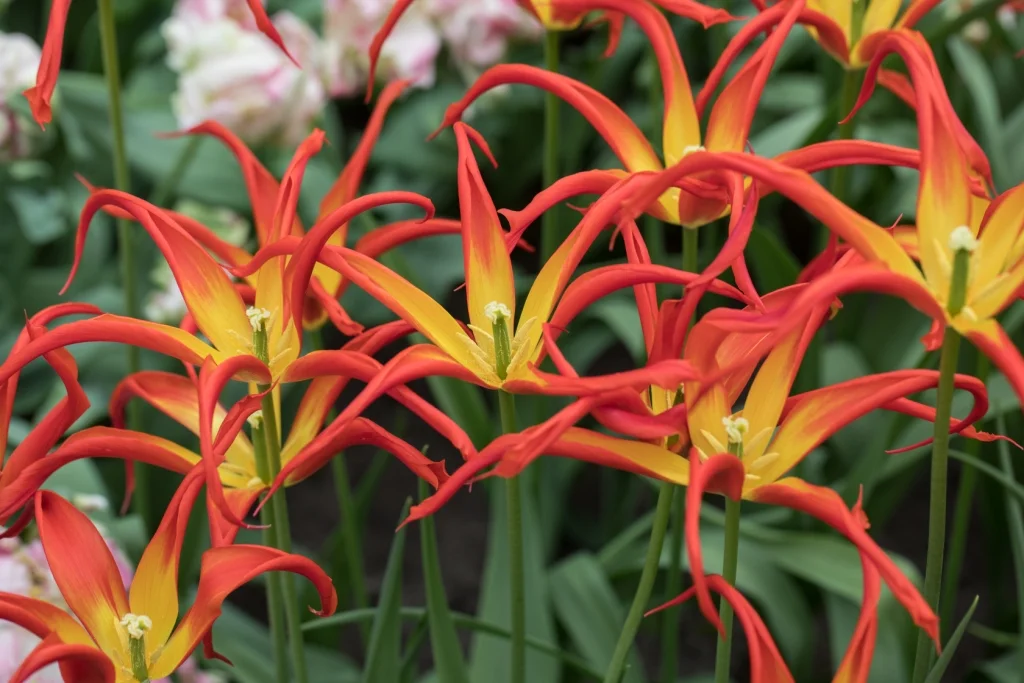 Folly Garden — Delaware Botanic Gardens