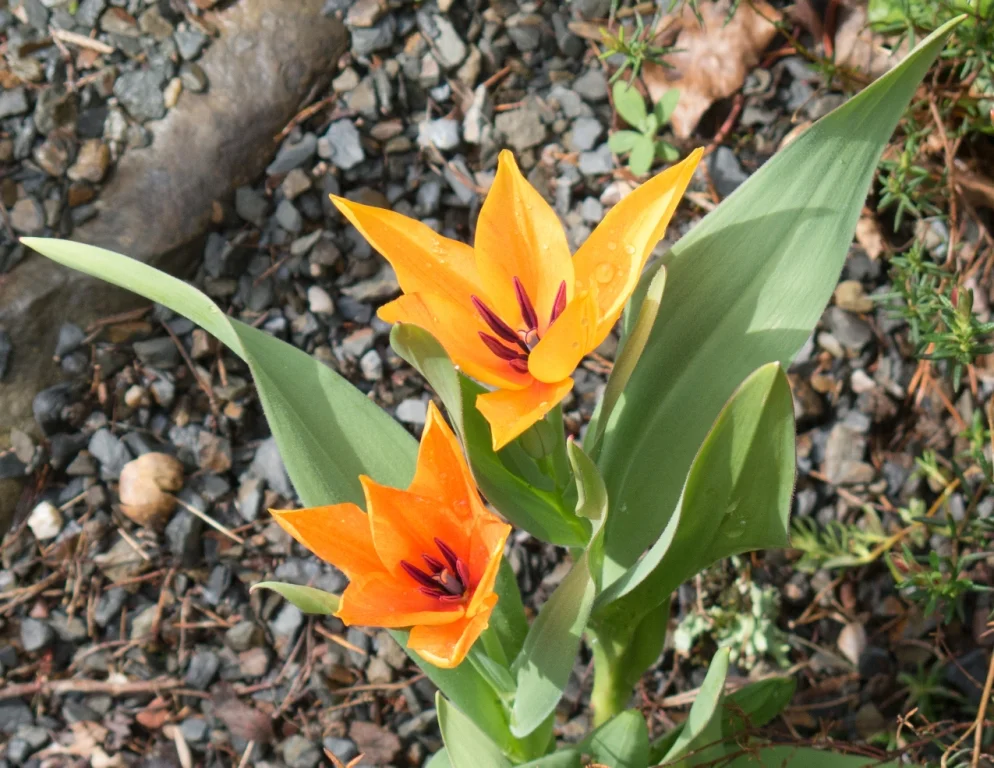 Folly Garden — Delaware Botanic Gardens