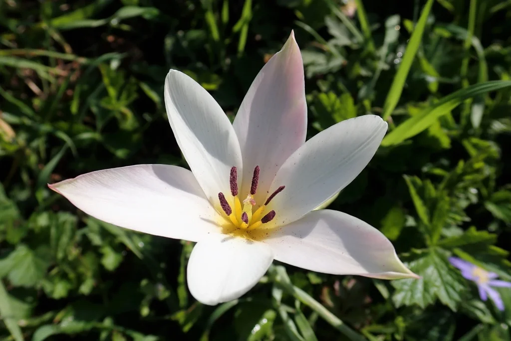 Folly Garden — Delaware Botanic Gardens