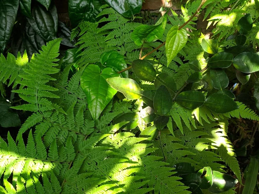 Folly Garden — Delaware Botanic Gardens