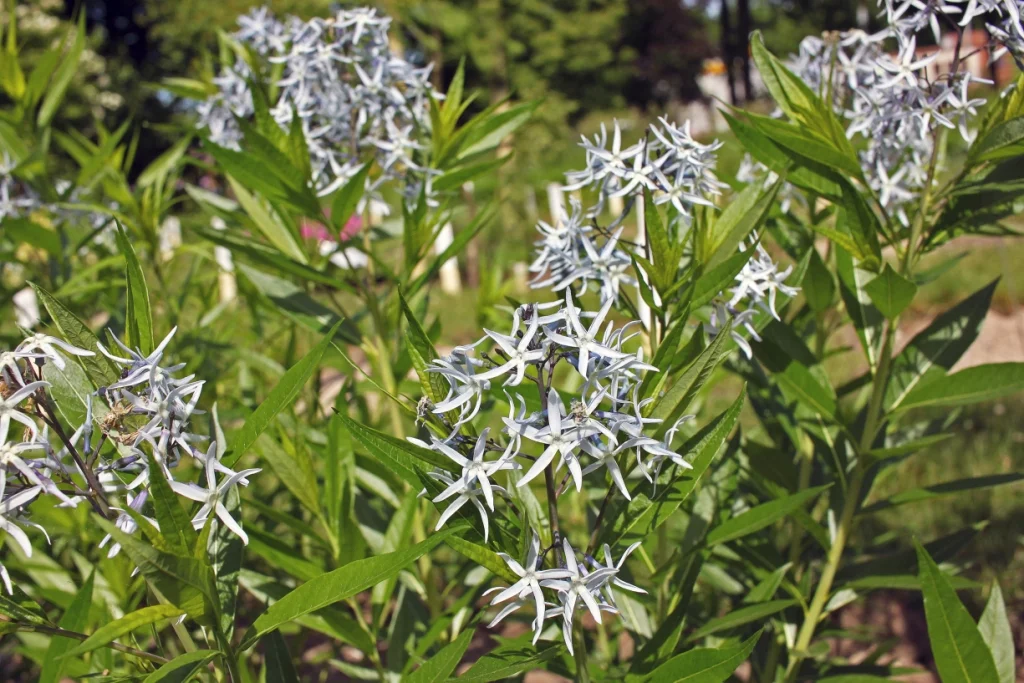 Meadow Garden June Blooms — Delaware Botanic Gardens