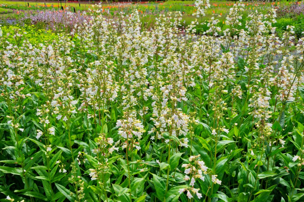 Meadow Garden June Blooms — Delaware Botanic Gardens