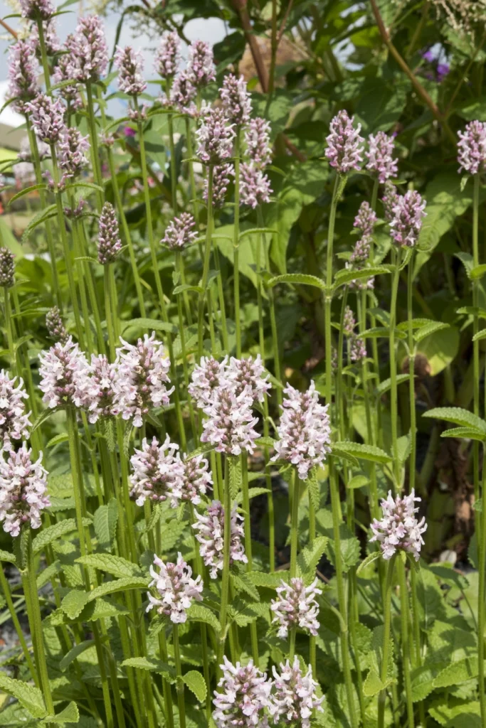 Meadow Garden June Blooms — Delaware Botanic Gardens