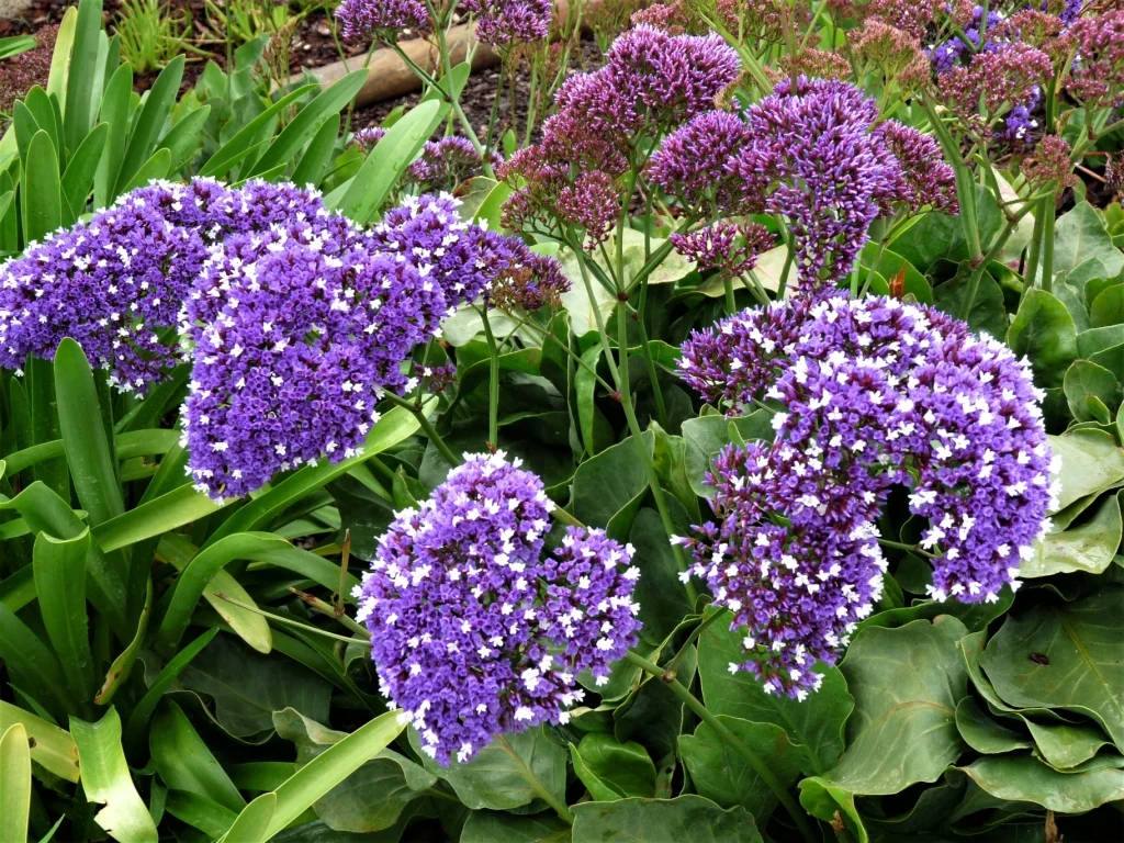 Meadow Garden Summer Blooms — Delaware Botanic Gardens