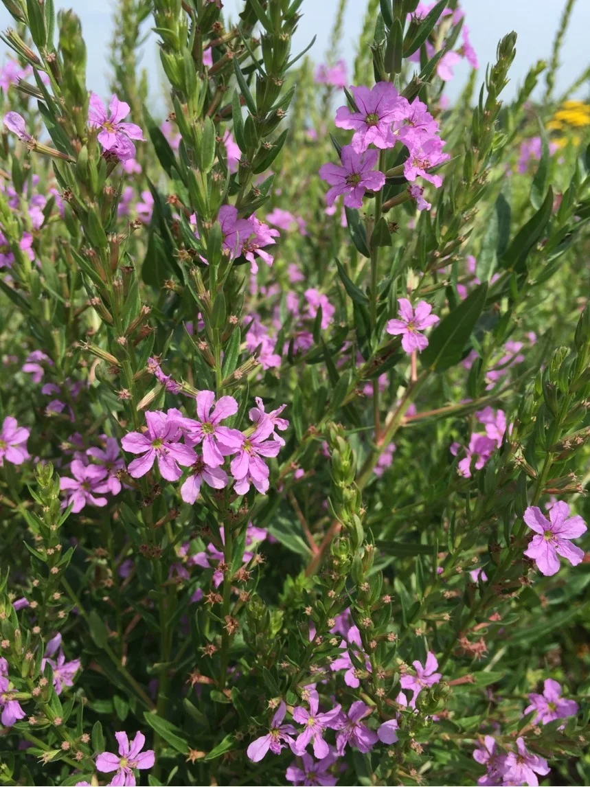 Meadow Garden Summer Blooms — Delaware Botanic Gardens