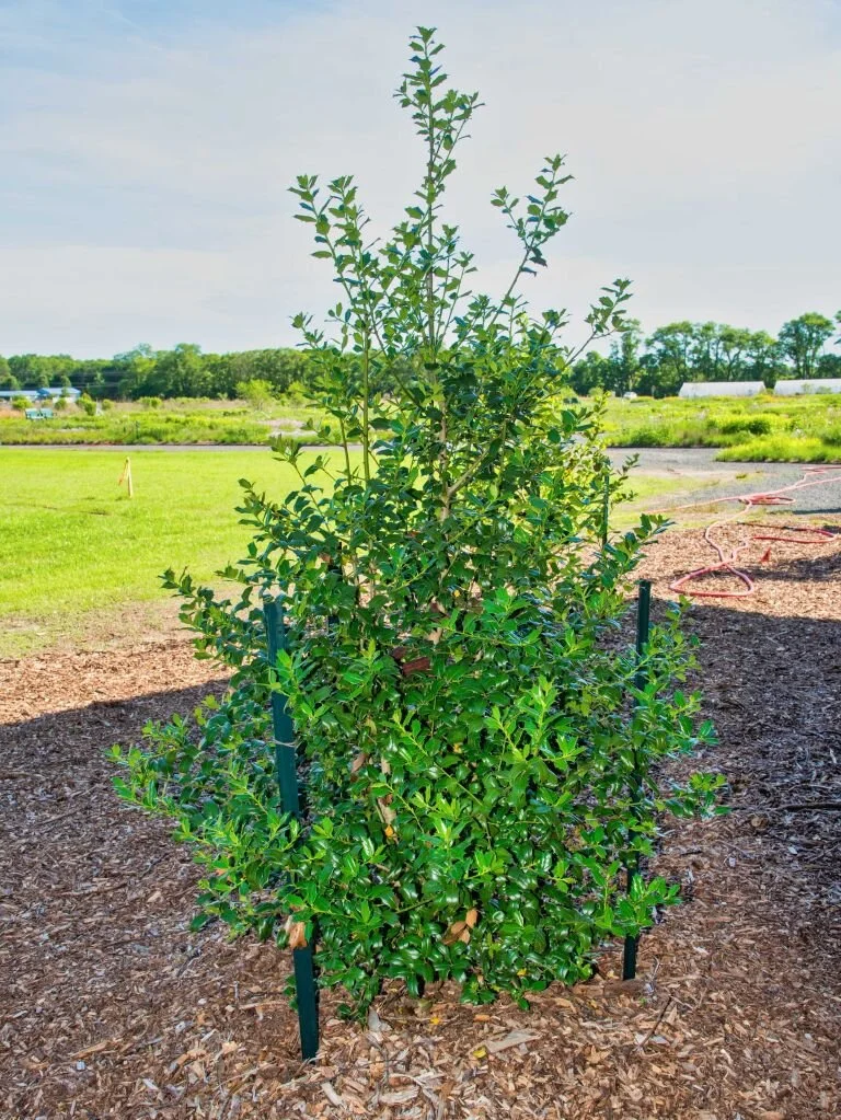 The Anderson Hollies — Delaware Botanic Gardens