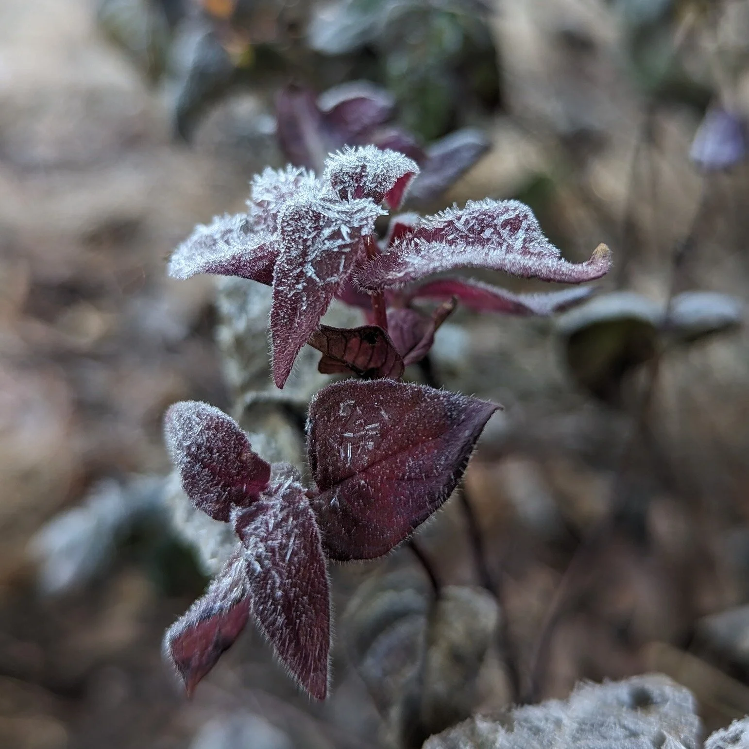 Delaware Botanic Gardens