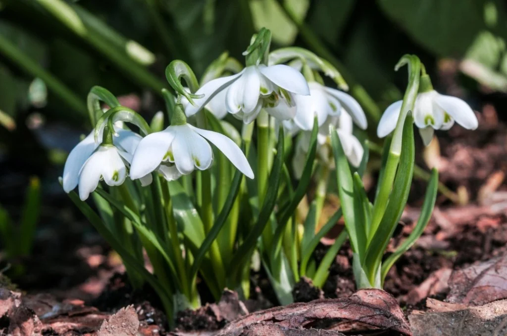 Spring Bulb Tour — Delaware Botanic Gardens