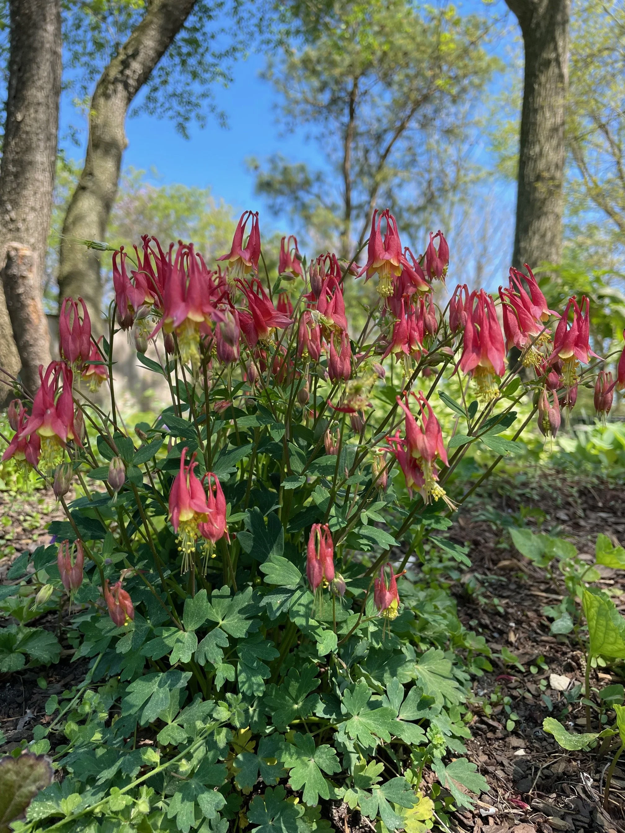 Delaware Botanic Gardens