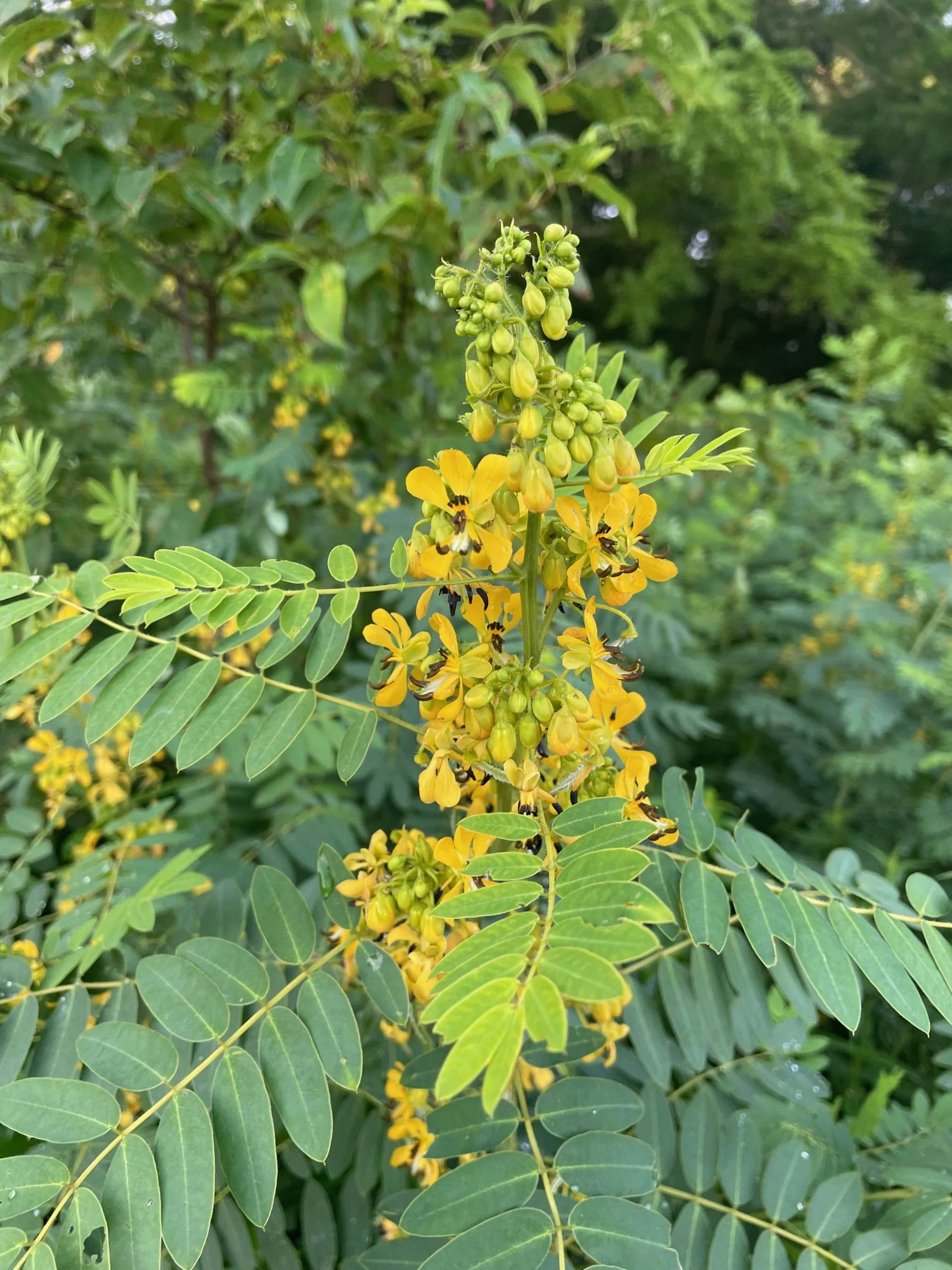 Delaware Botanic Gardens