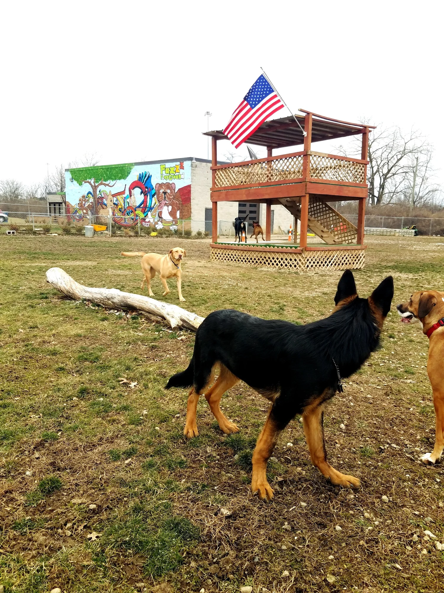 Doggie Daycare — Fuzzz PlayGround