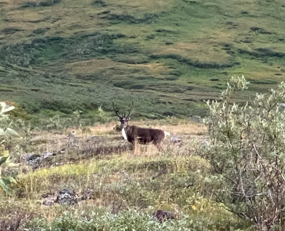 The Old Gray Mule Ain't What He Used To BeMy Hunting StoriesHunting ...