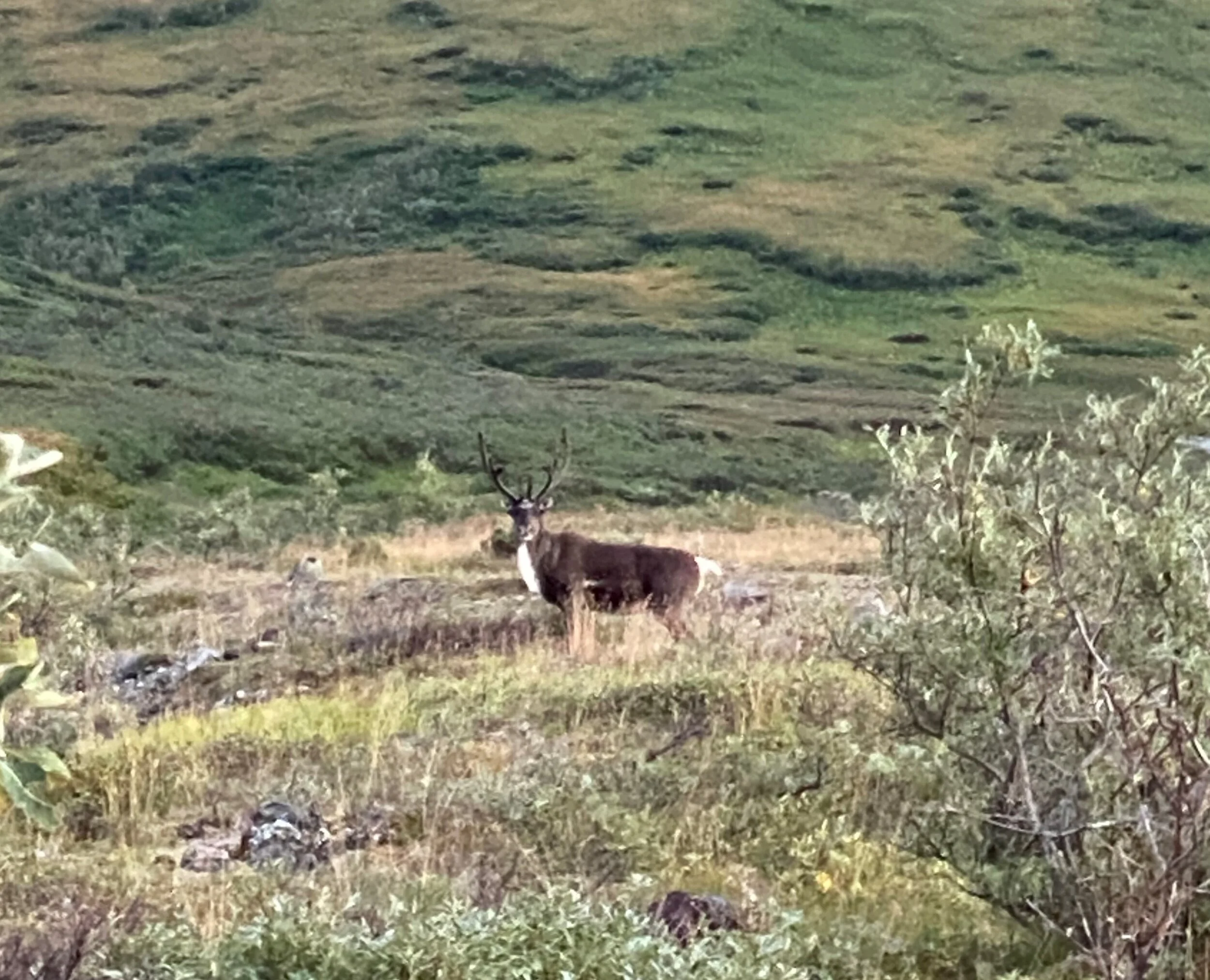 The Old Gray Mule Ain't What He Used To BeMy Hunting StoriesHunting ...