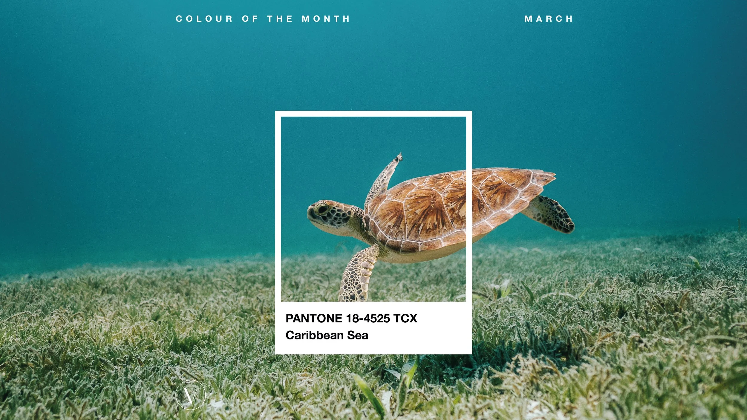 Caribbean Sea – Colour of the Month for March | Visuable®️