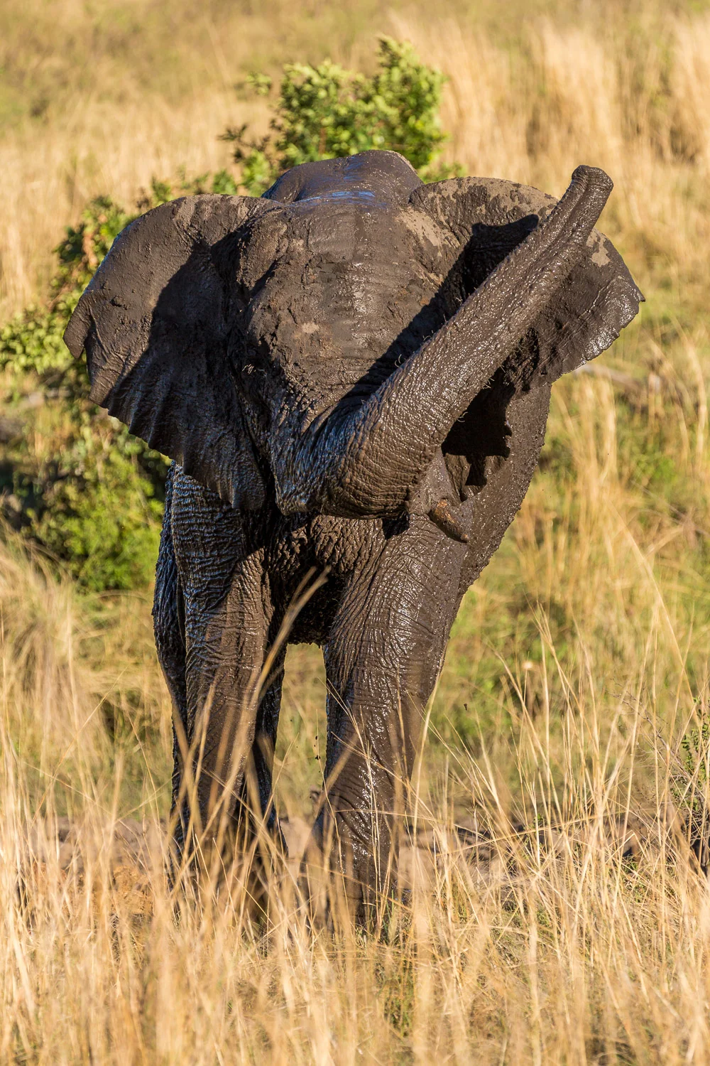 20 Photographs that will inspire you to visit the South African bush ...