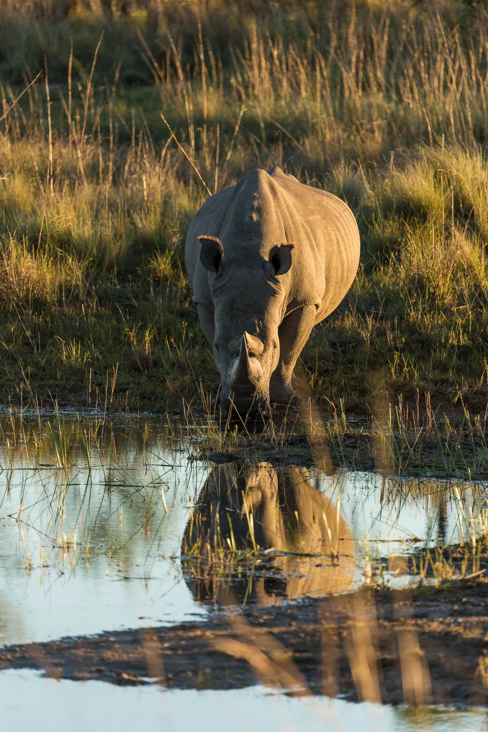 20 Photographs that will inspire you to visit the South African bush ...