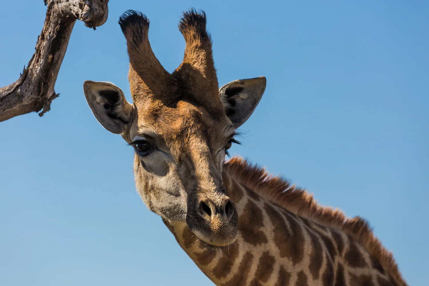 20 Photographs that will inspire you to visit the South African bush ...