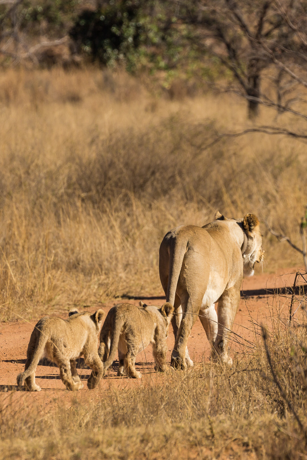 20 Photographs that will inspire you to visit the South African bush ...