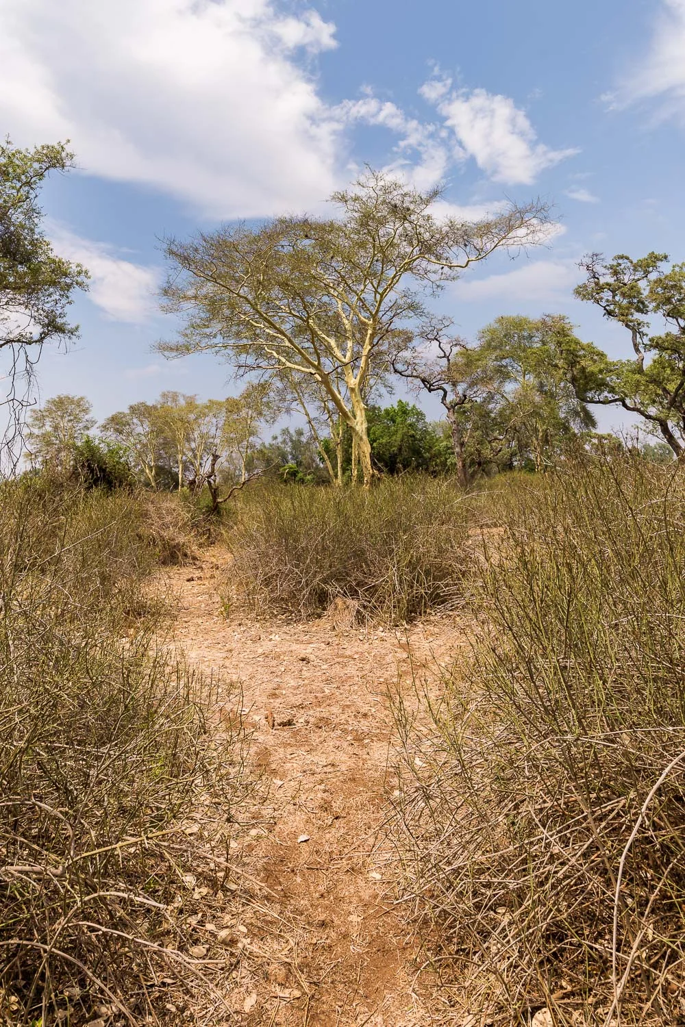20 Photographs that will inspire you to visit the South African bush ...