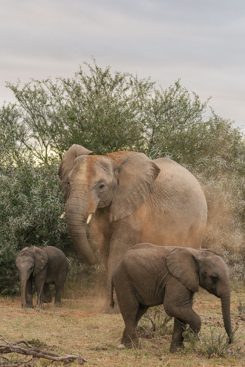 20 Photographs that will inspire you to visit the South African bush ...