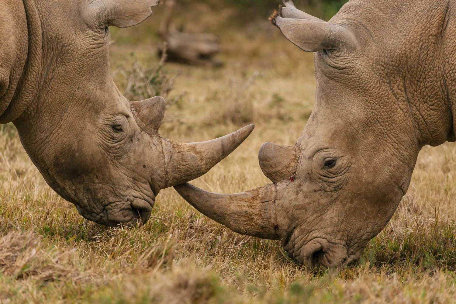 20 Photographs that will inspire you to visit the South African bush ...