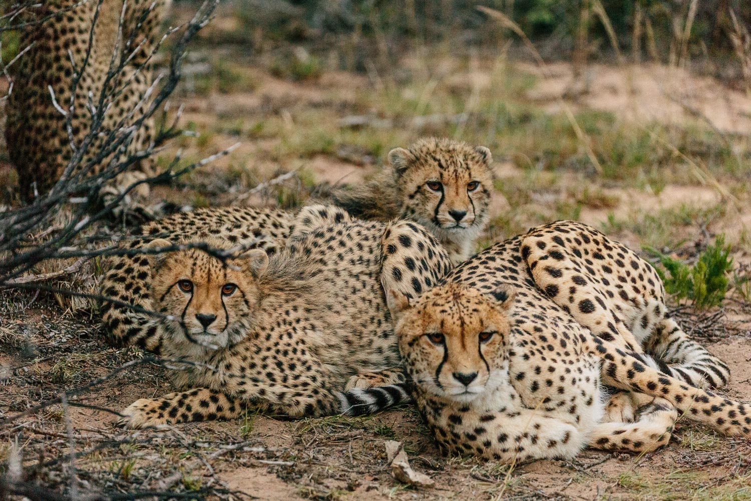 20 Photographs that will inspire you to visit the South African bush ...