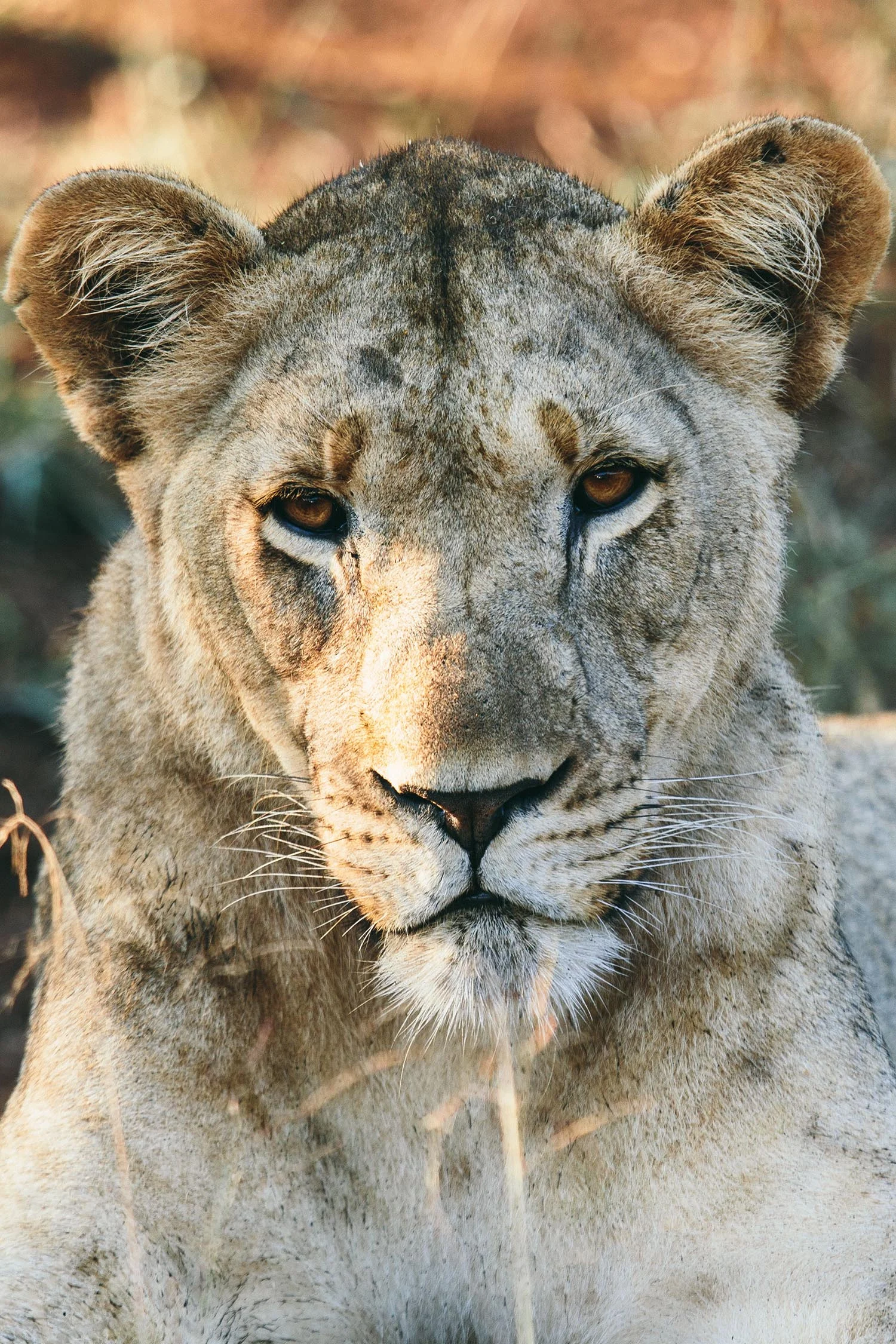 20 Photographs that will inspire you to visit the South African bush ...