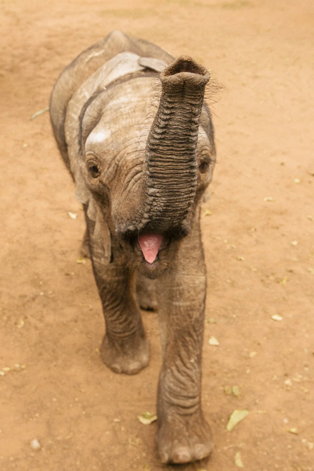 20 Photographs that will inspire you to visit the South African bush ...