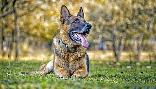 TAIL OF SUCCESS TOP RATED DOG TRAINER BAKERSFIELD