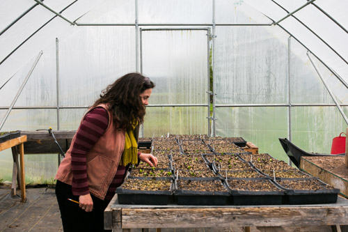 the virtuoso - harmony fields farm — The Female Farmer Project™