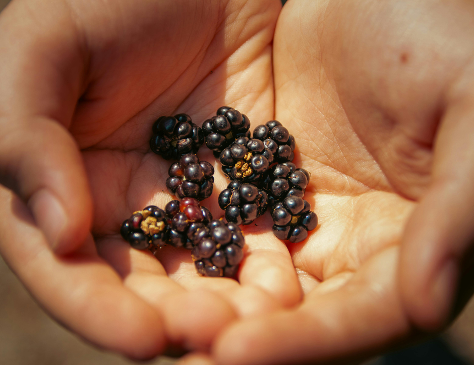 Ladies Night Out - Moon of Ripe Berries — Wild Whatcom