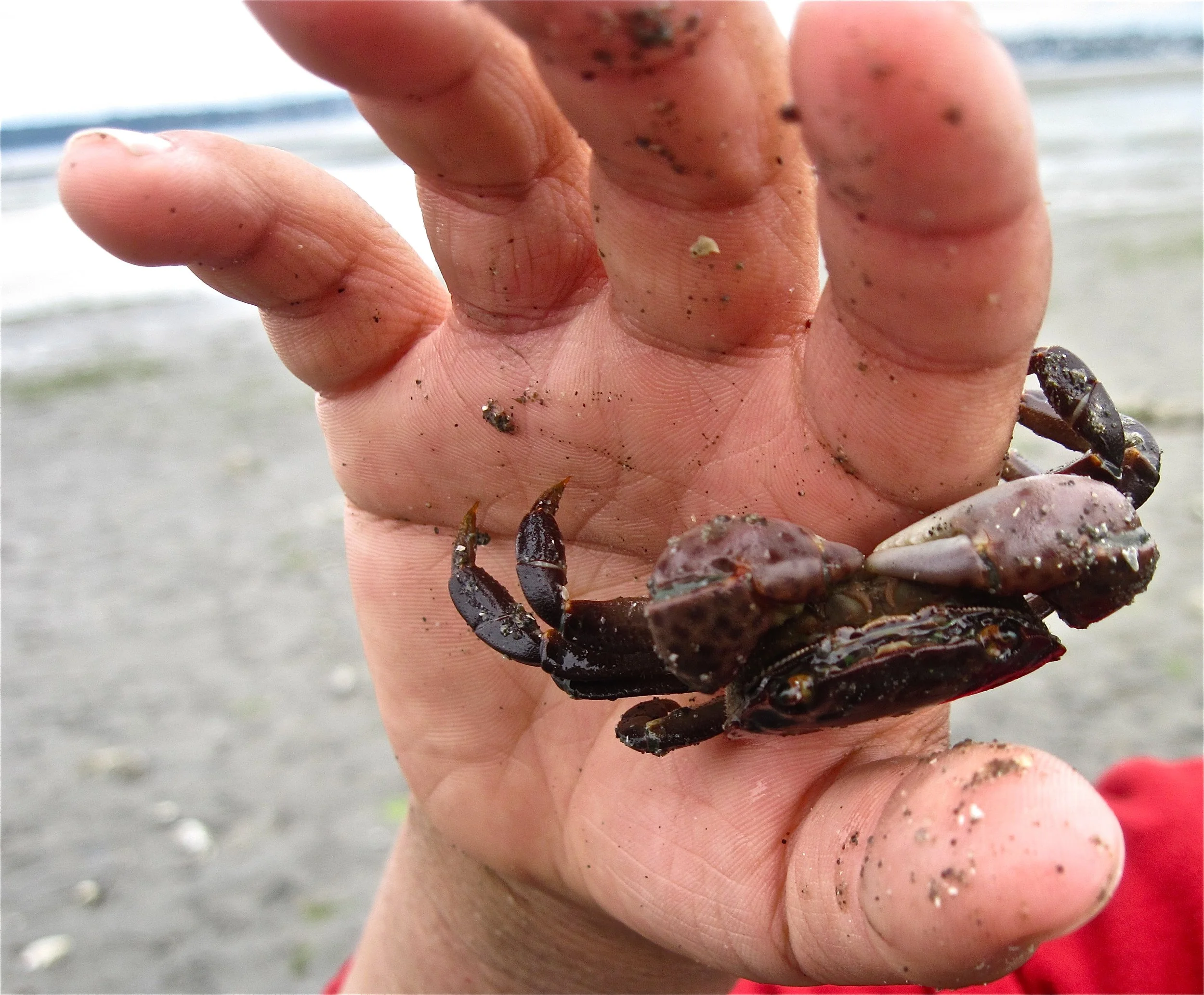 Wonder Walks — Wild Whatcom