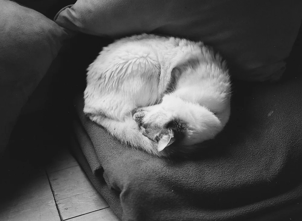 Pentax 645n: First Thoughts — Blog