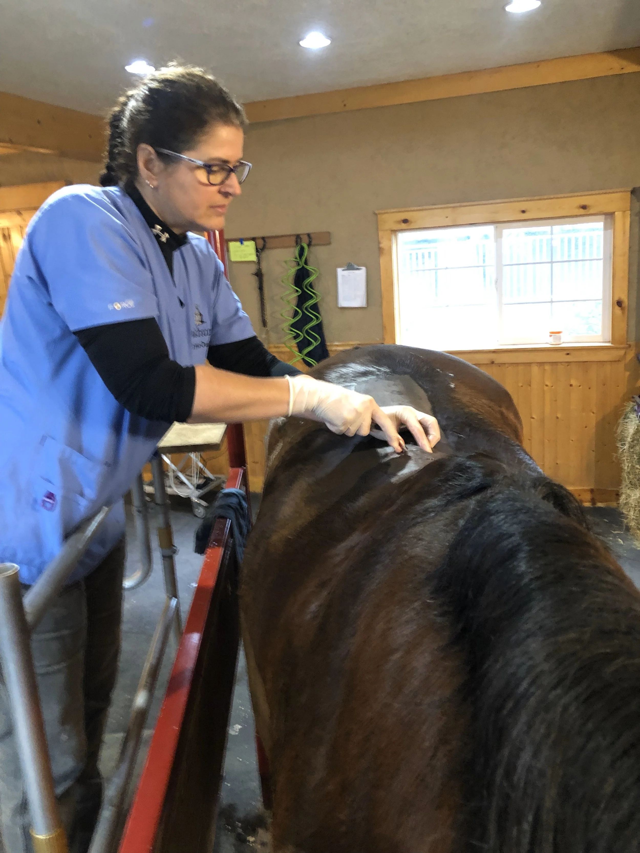 Equine Surgeon in Newberg, OR | Oakhurst Equine Veterinary Services ...