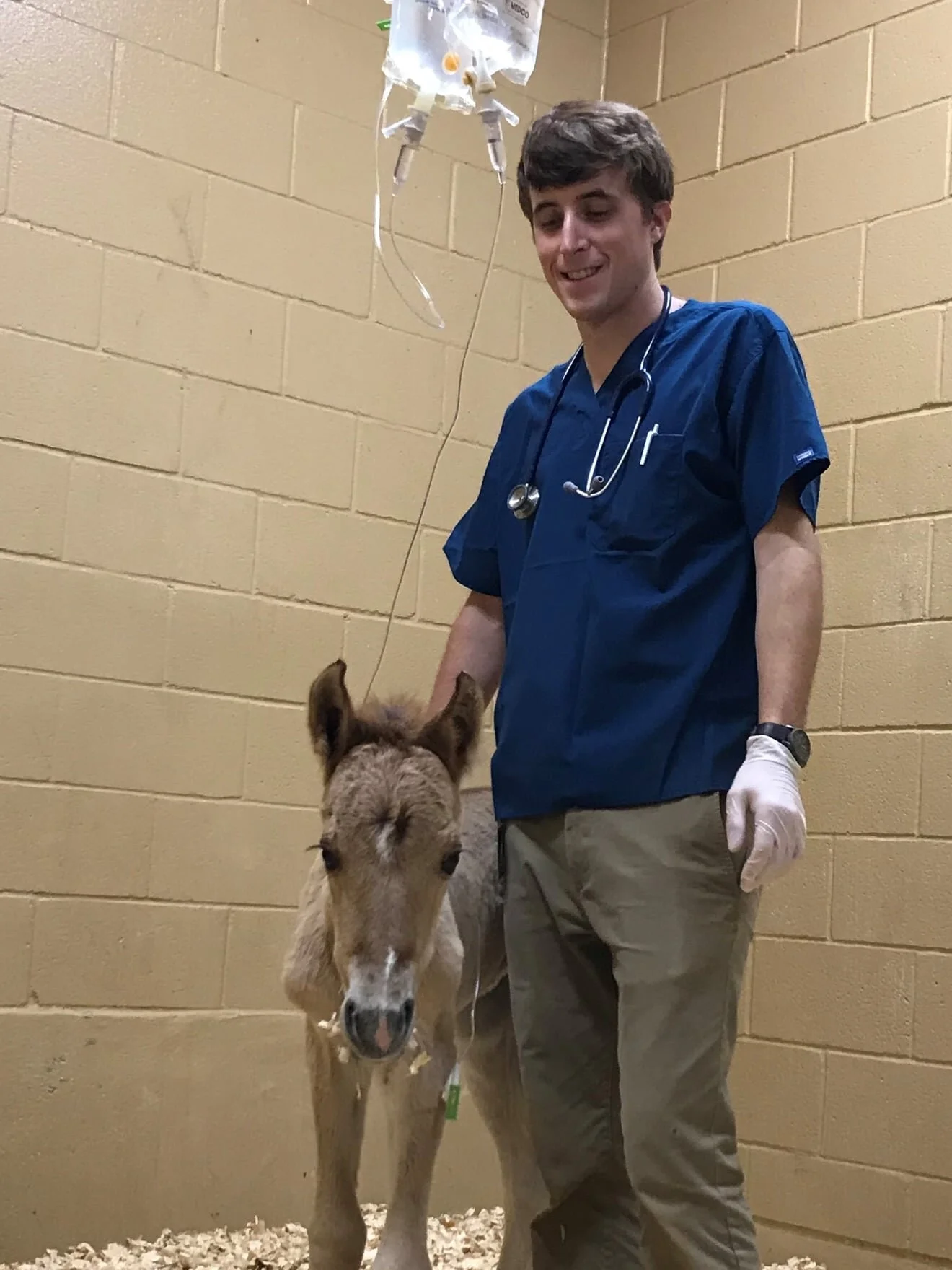 Equine Veterinarian in Newberg, OR | Oakhurst Equine Veterinary Services