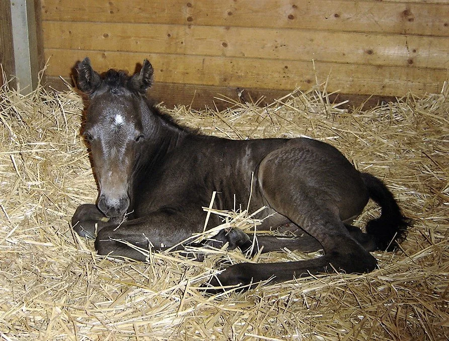 The Importance of IgG Testing in Foals/Plasma Administration — Oakhurst ...