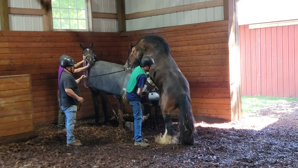 Reproduction — Oakhurst Equine Veterinary Services