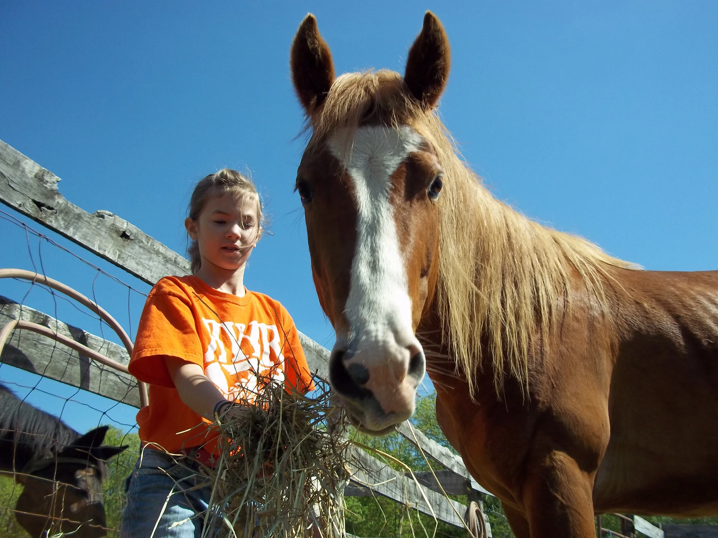 About Our Program — Ready Yourselves Youth Ranch