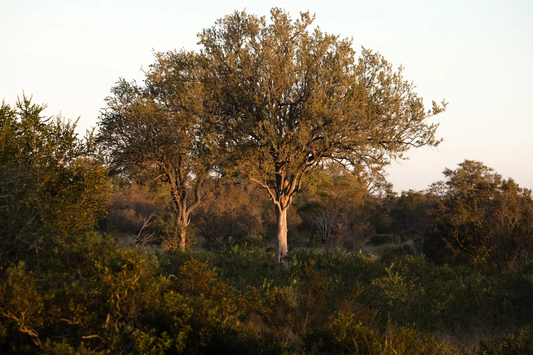 African Safari Landscape