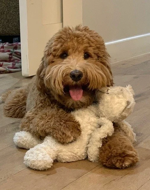 Puppies — Luxe Labradoodles
