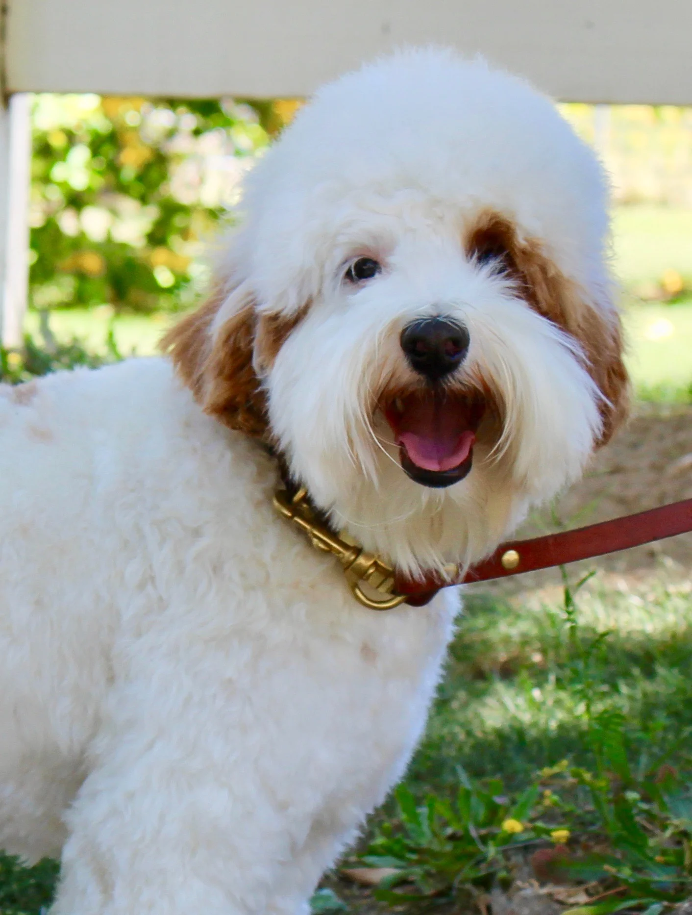 Our Dogs — Luxe Labradoodles