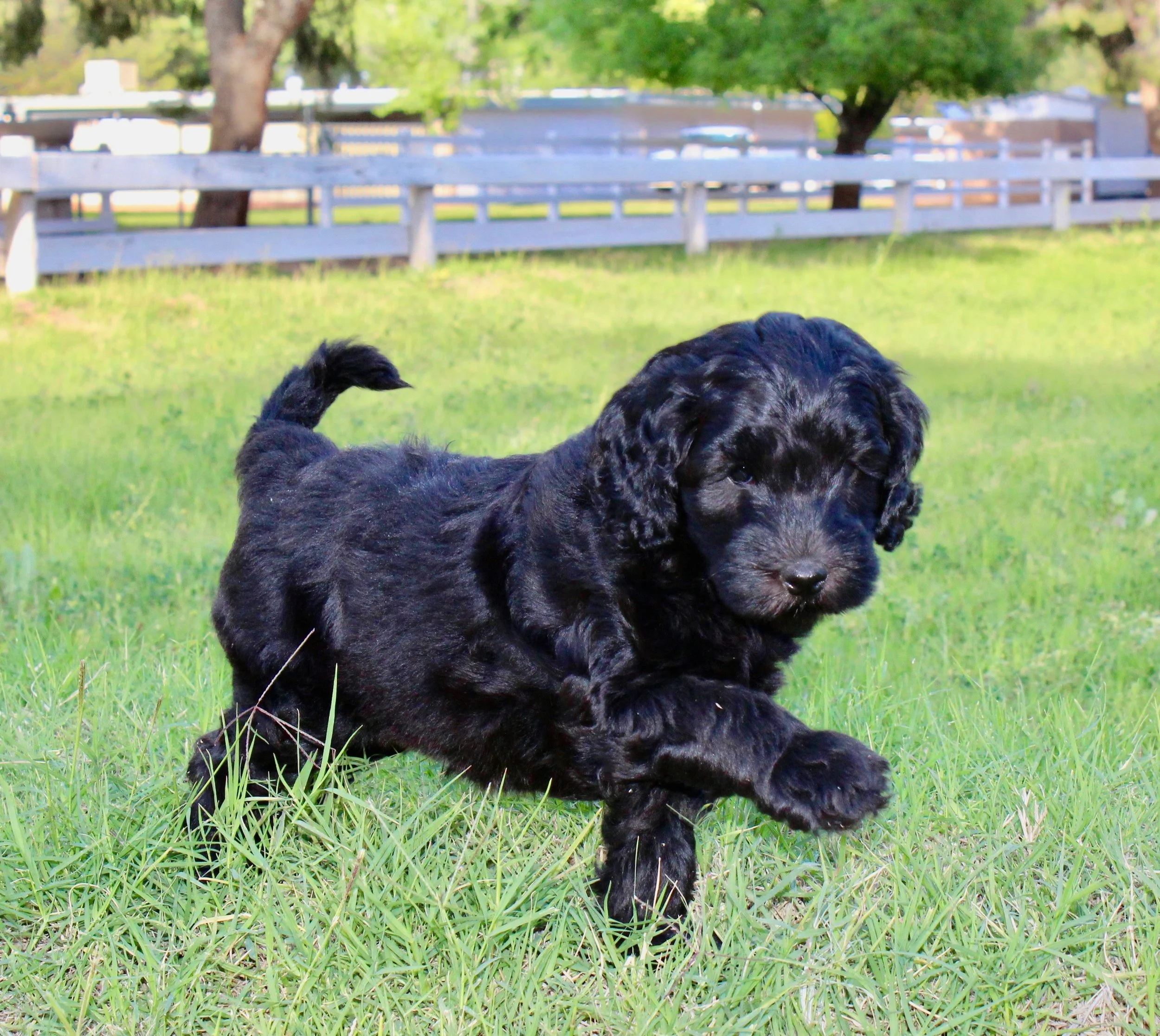 Black Labradoodle Puppies 6 Weeks