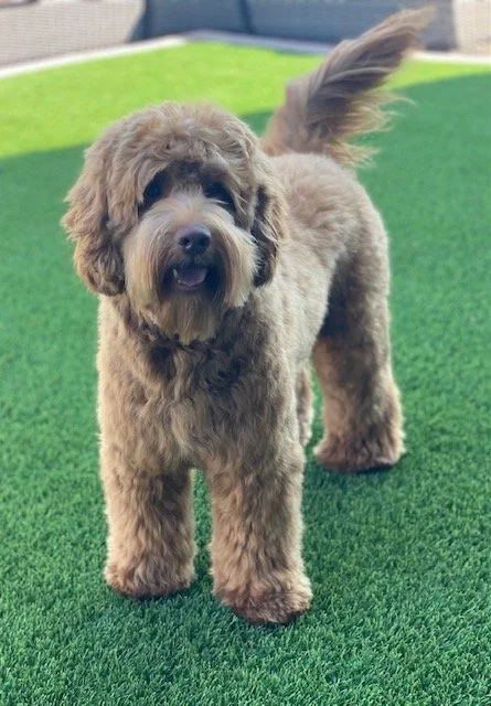 Our Dogs — Luxe Labradoodles