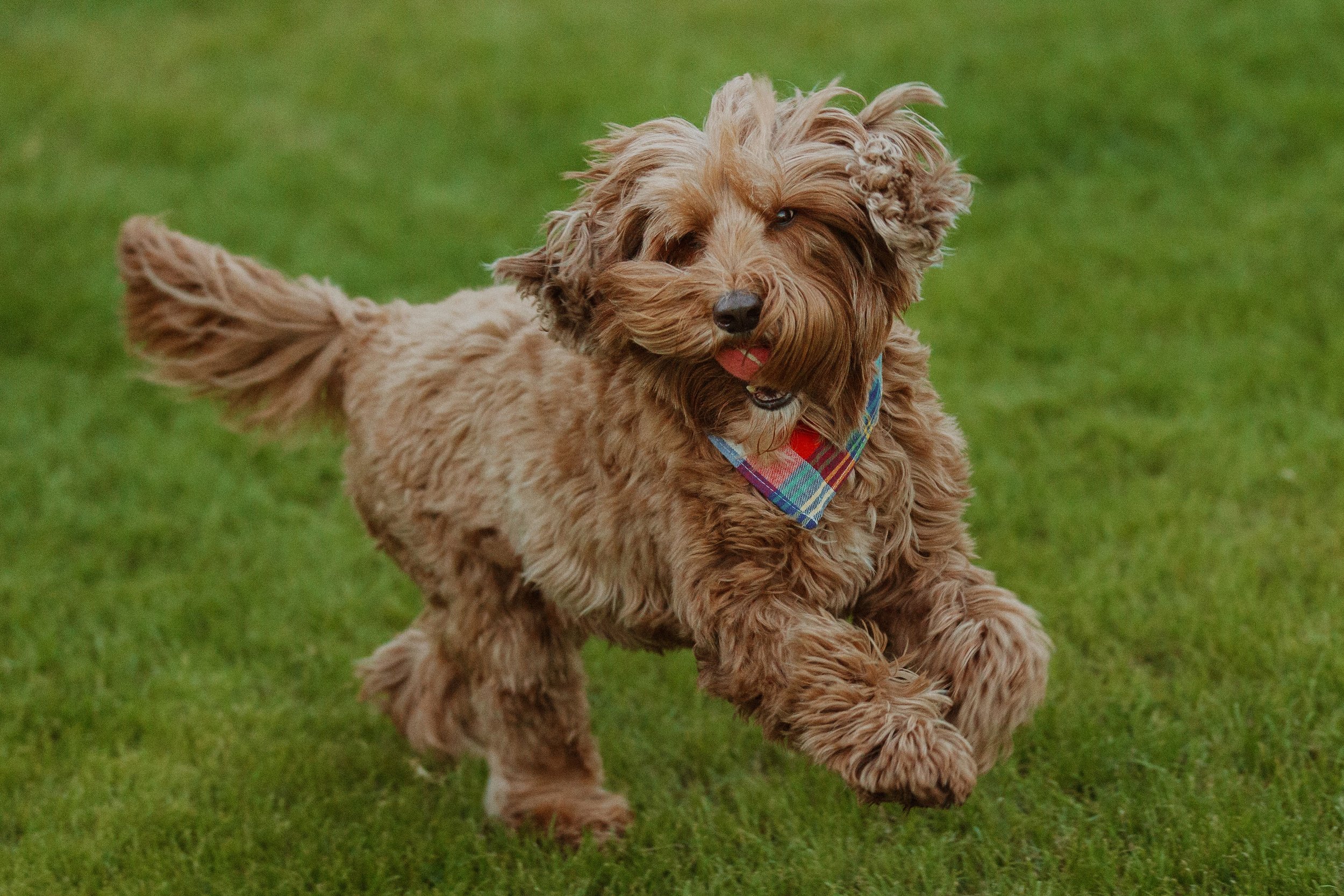 About — Luxe Labradoodles