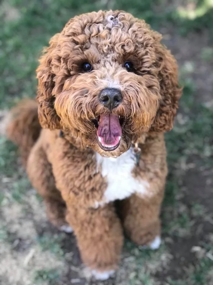 About — Luxe Labradoodles