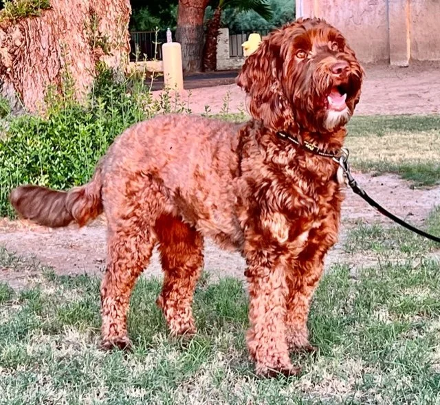 Our Dogs — Luxe Labradoodles