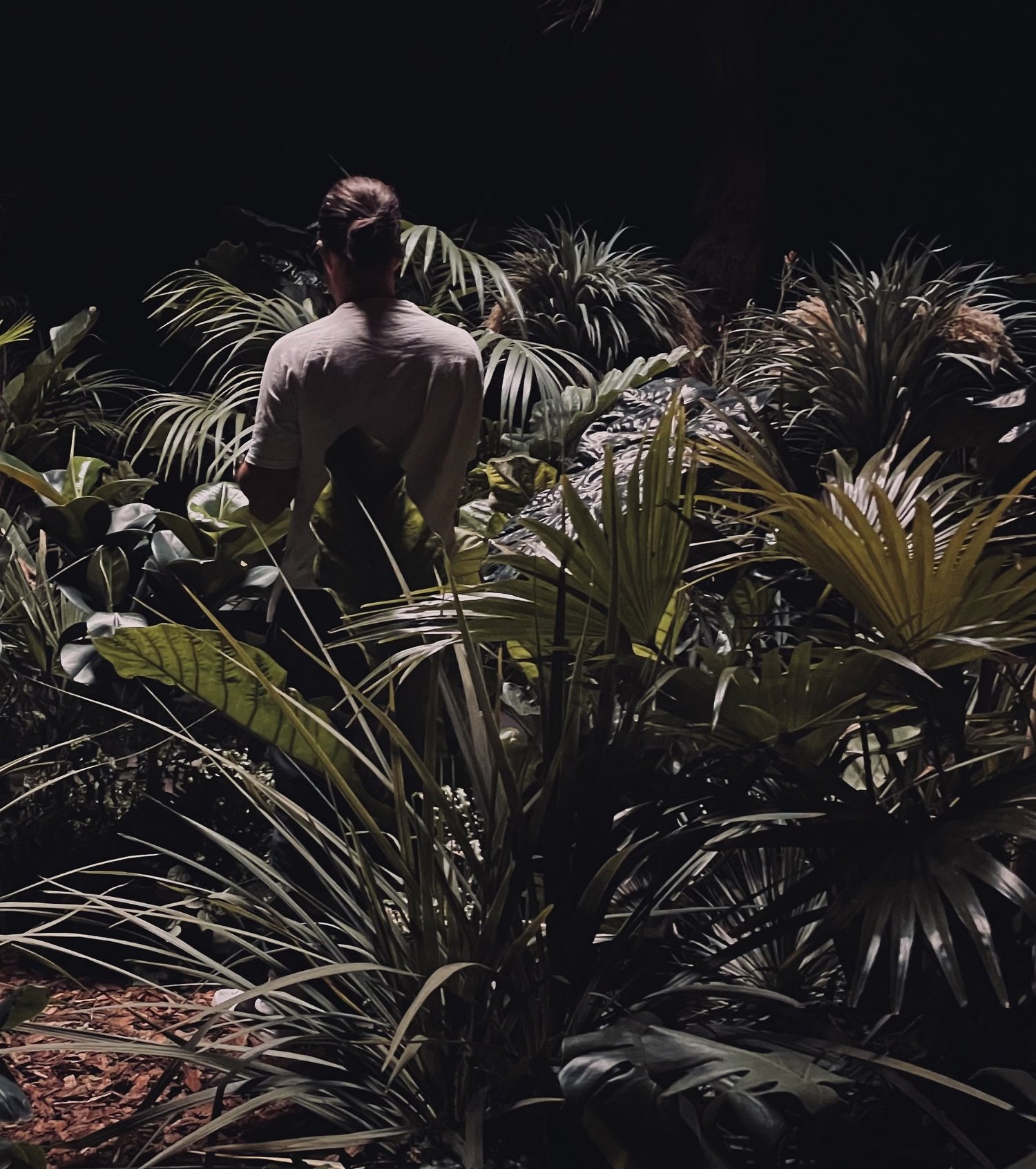 WHO IS CINEMATOGRAPHER DAVE TREE