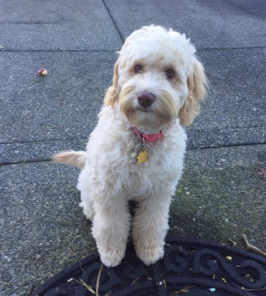 Our Australian Labradoodle Dogs — Bayside Australian Labradoodles